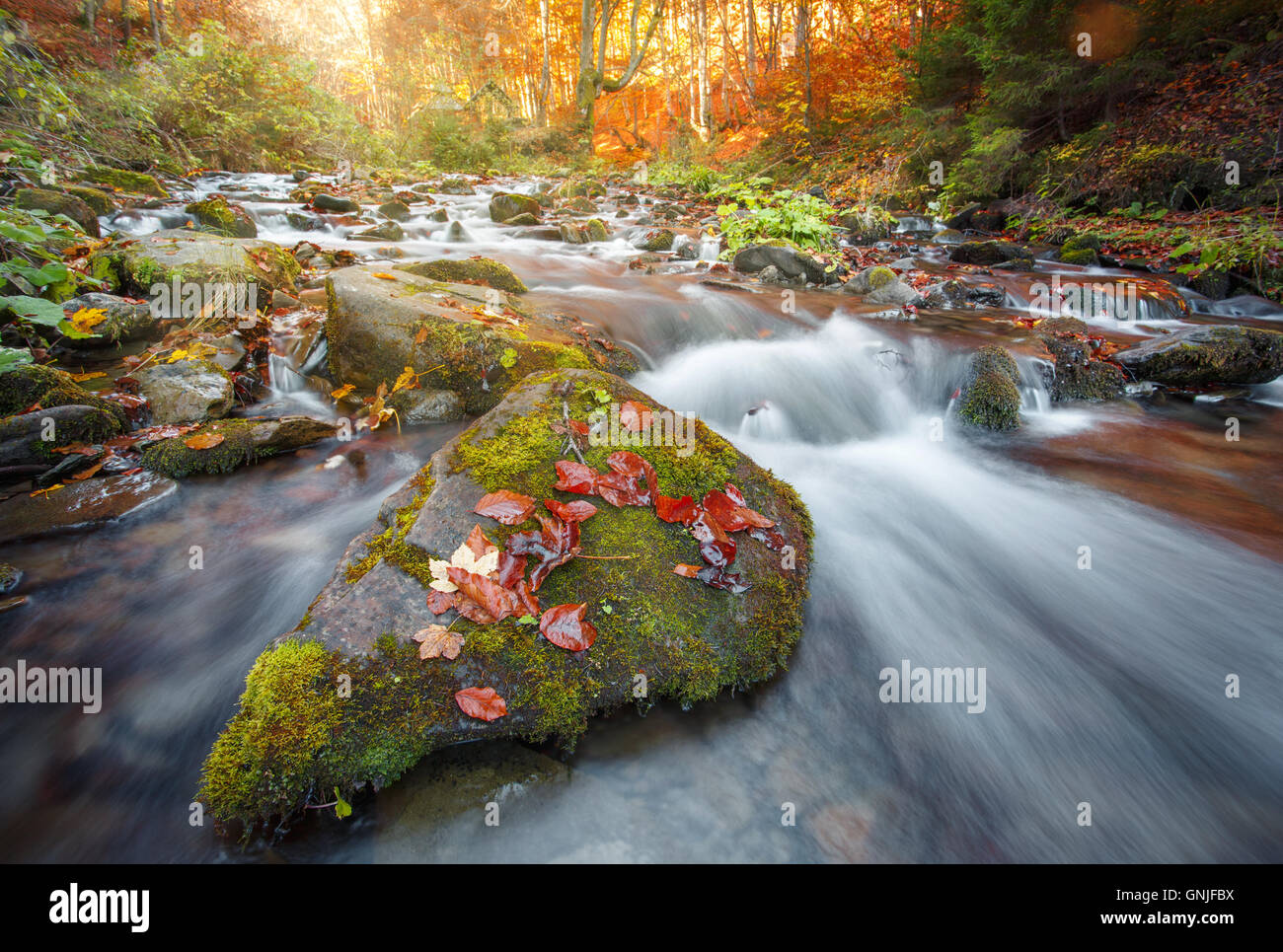 Moss and river hi-res stock photography and images - Alamy