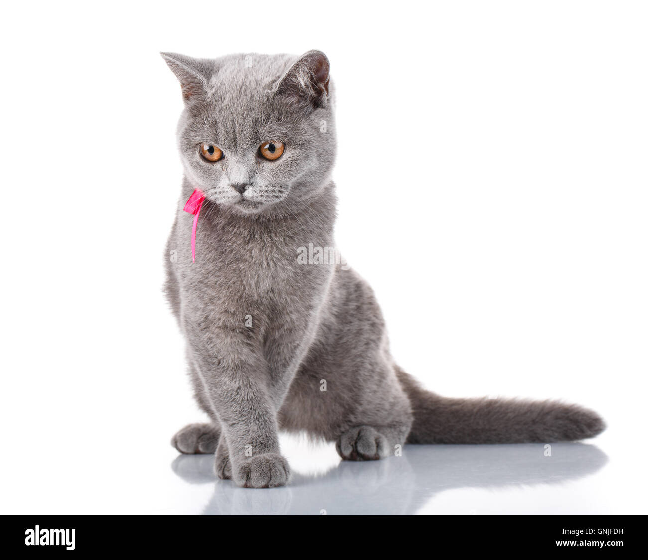 grey Scottish Fold cat with pink ribbon sitting on white,concept of ...