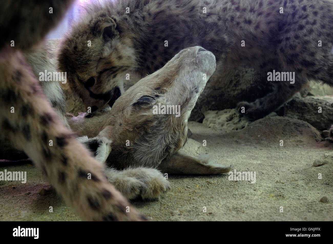 Zoological museum of moscow hi-res stock photography and images - Alamy