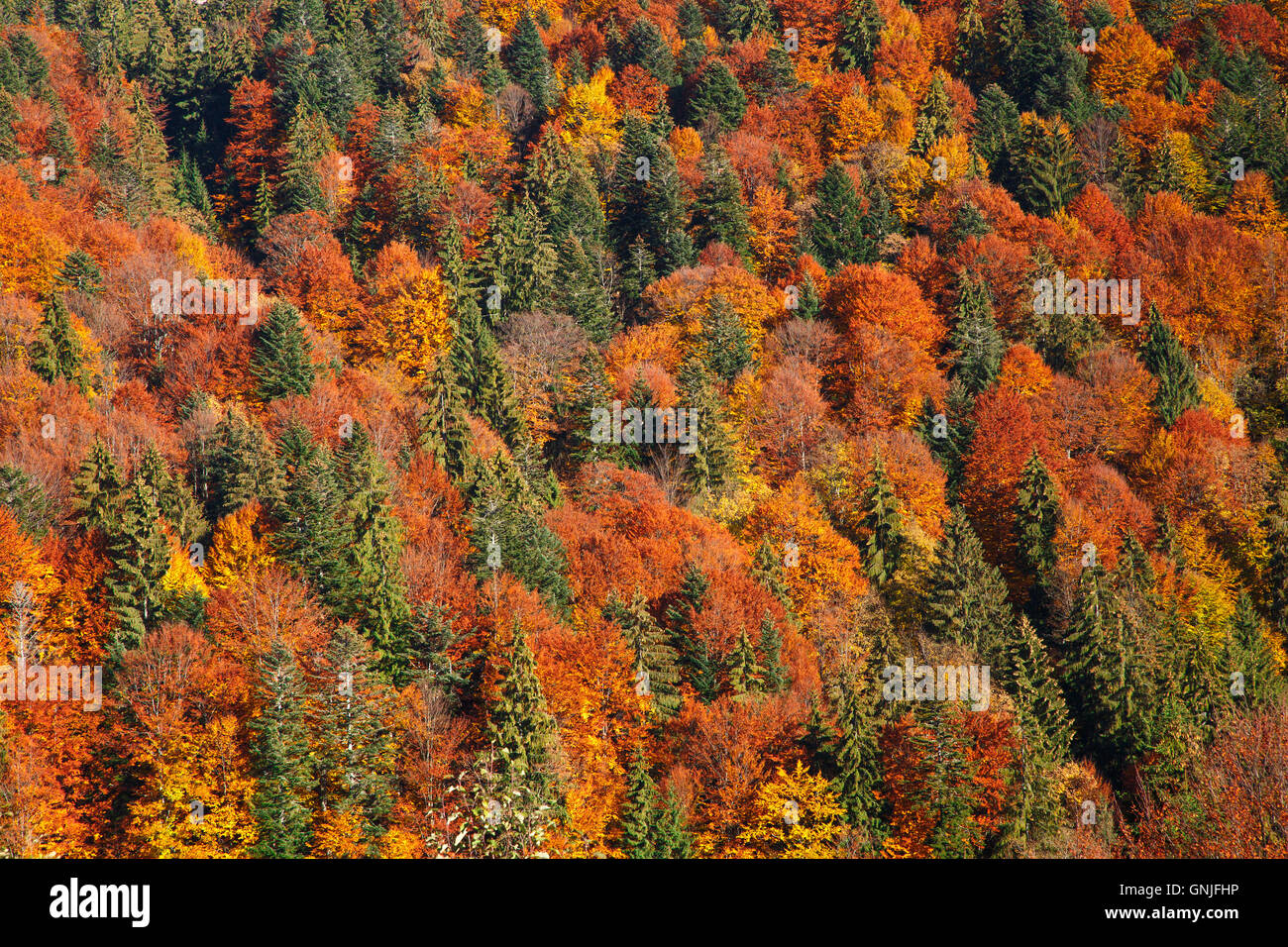 Aerial view of autumn forest Stock Photo - Alamy
