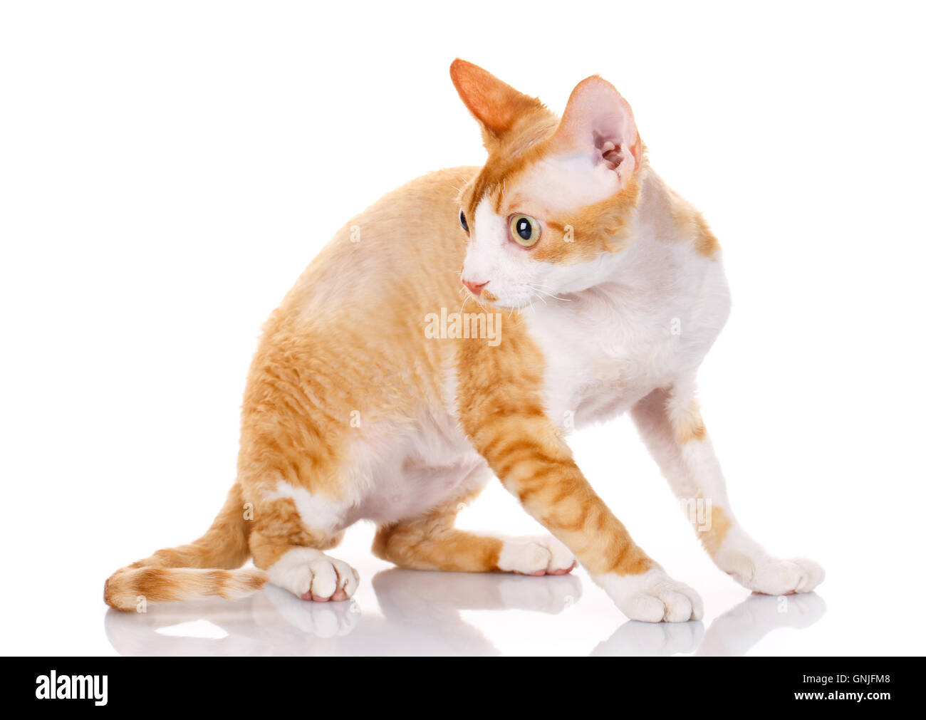 Orange devon rex cat with big ears on white background Stock Photo - Alamy