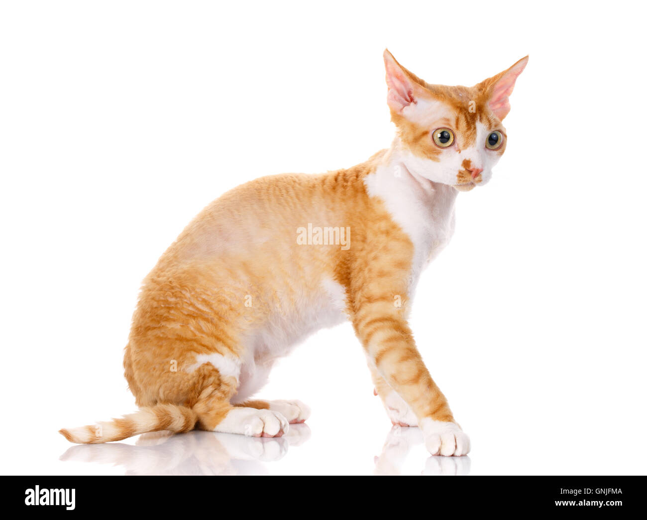 Baby rex hi-res stock photography and images - Alamy