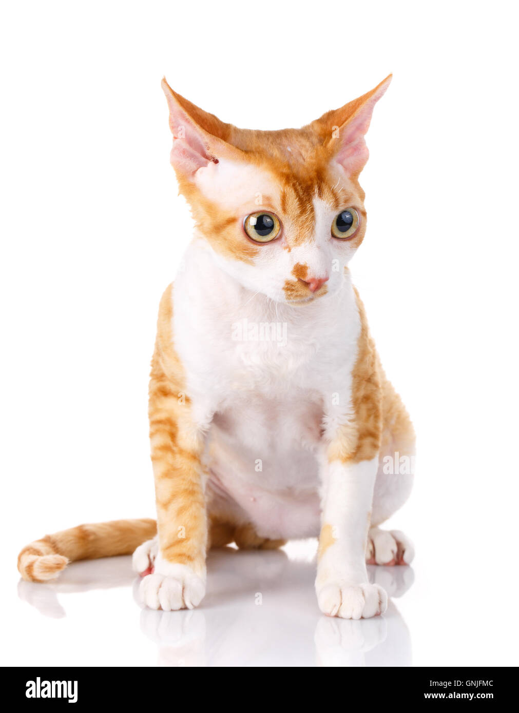 Orange devon rex cat with big ears on white background Stock Photo - Alamy