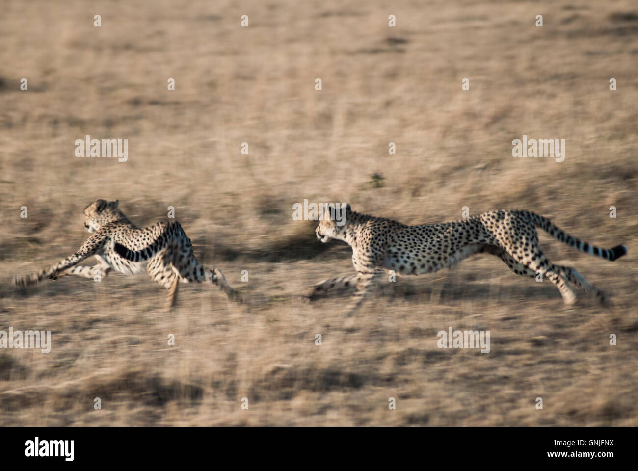 Cheetah chase hi-res stock photography and images - Alamy