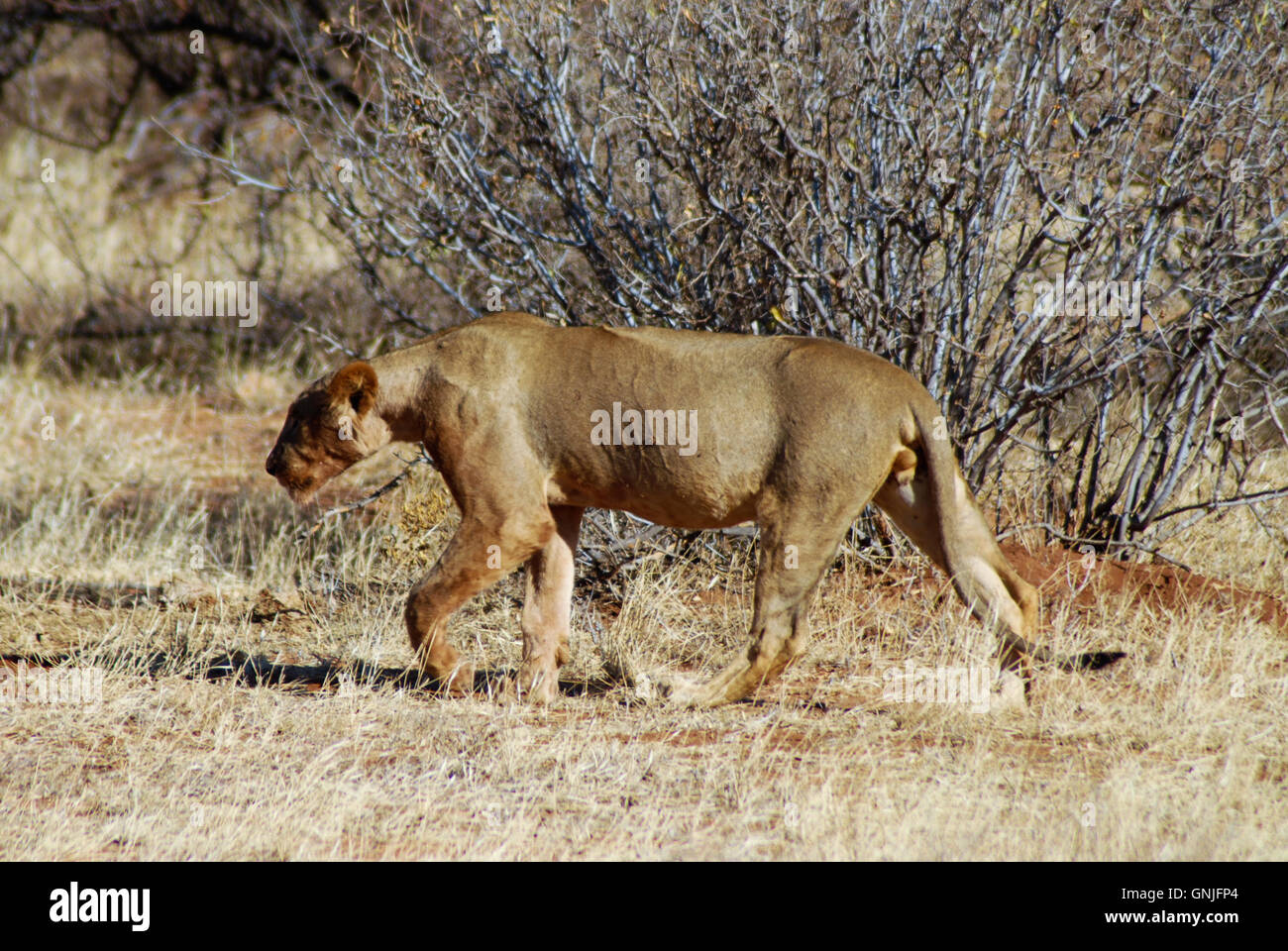 Samburu lion hi-res stock photography and images - Alamy
