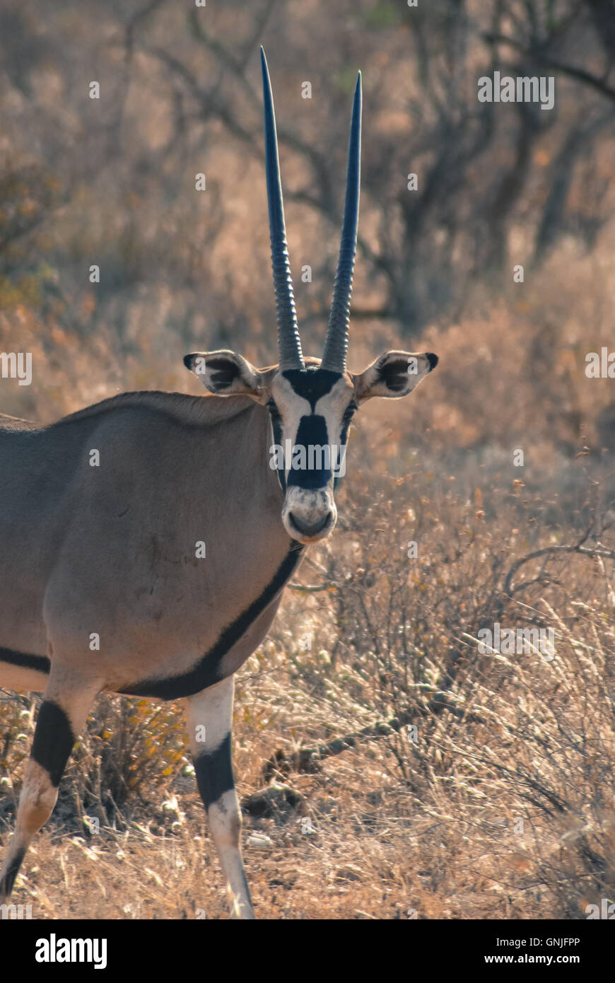 Oryx samburu hi-res stock photography and images - Alamy