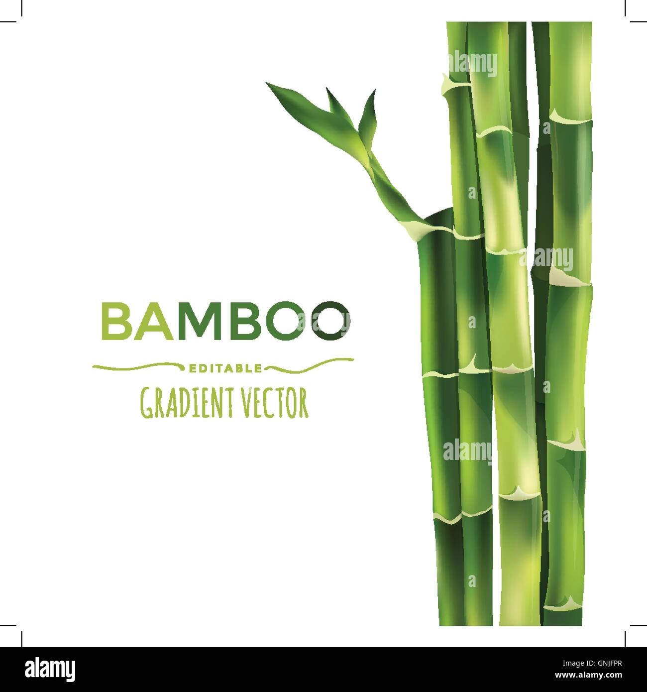 Bamboo Vector Illustration Stock Vector Image & Art - Alamy
