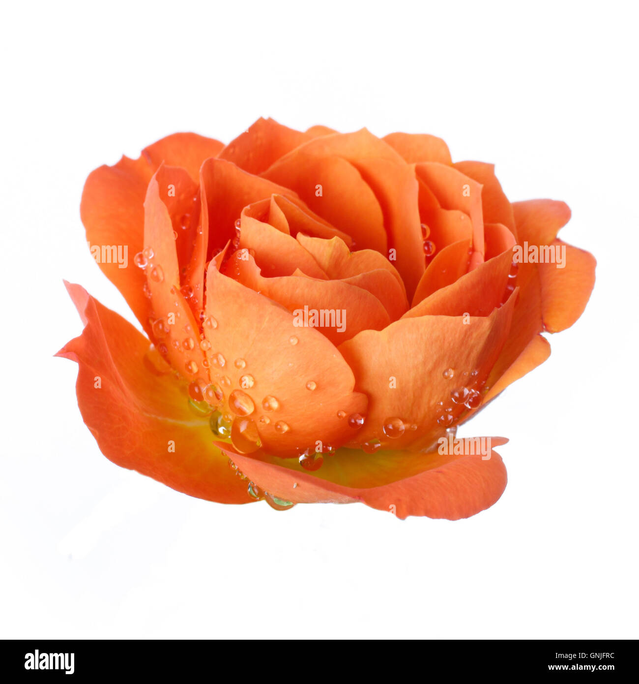 yellow roses head isolated on white background Stock Photo - Alamy