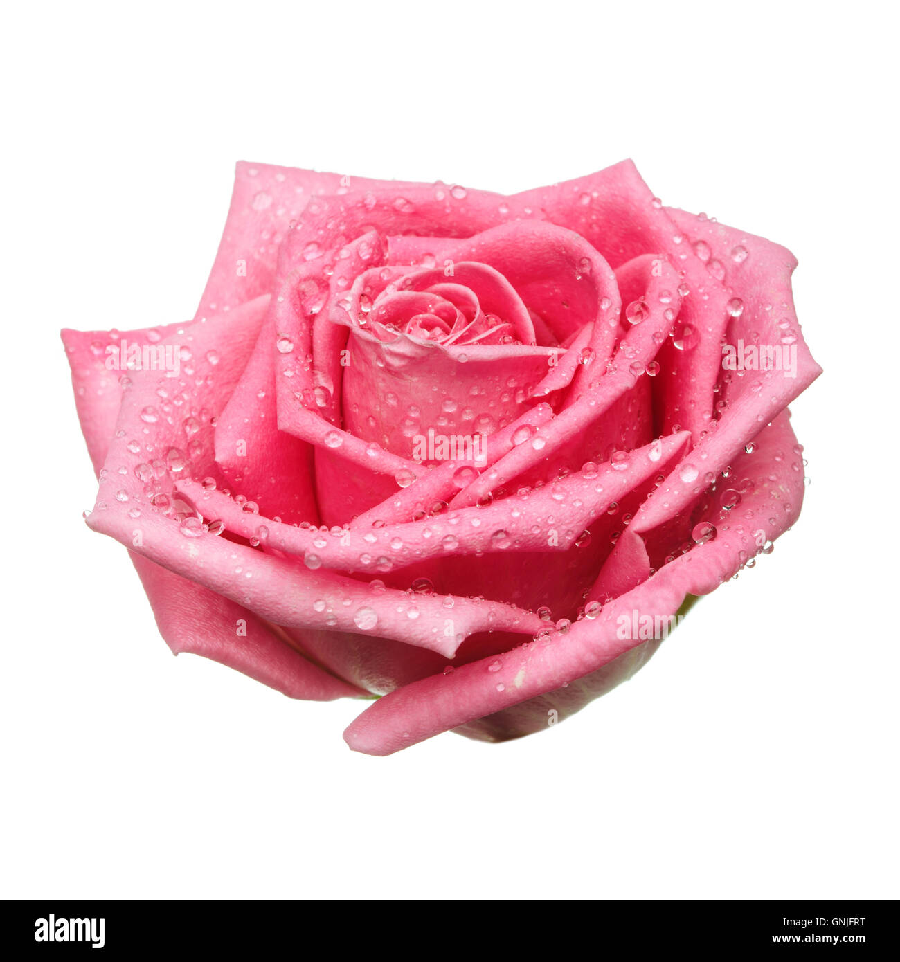 pink rose head isolated on white background Stock Photo - Alamy