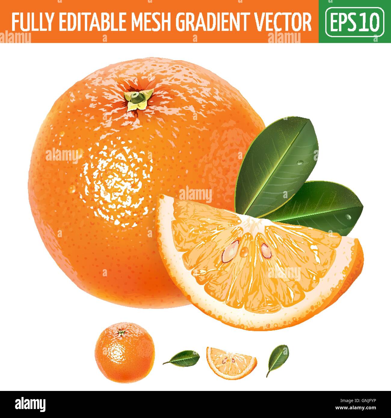 Orange on white background. Vector illustration Stock Vector Image ...
