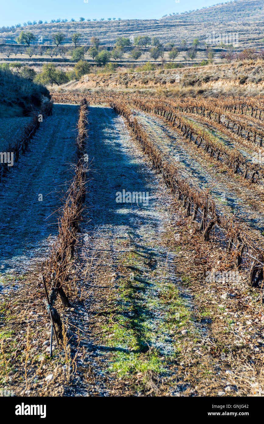 Calatayud wine hi-res stock photography and images - Alamy