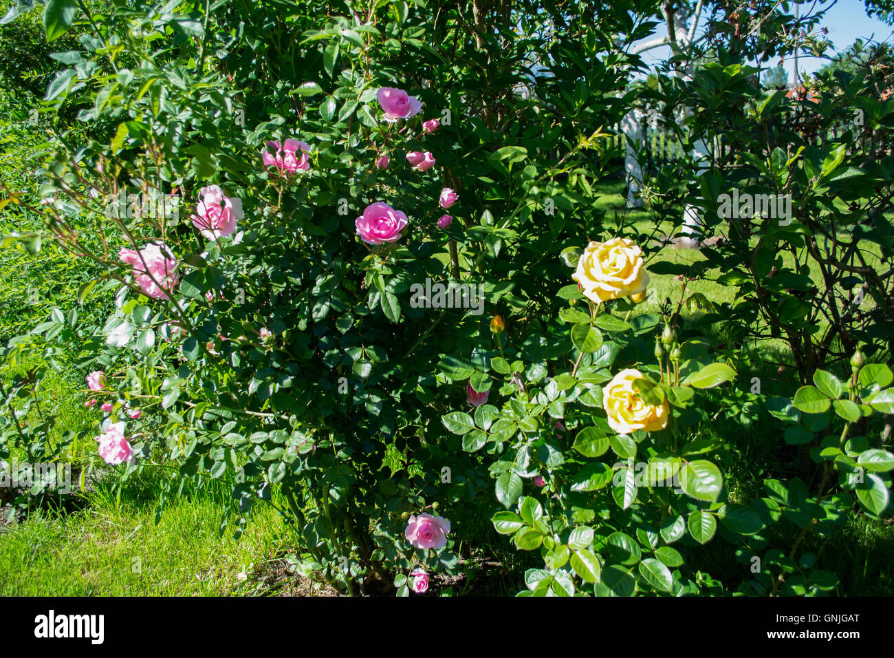 Roses in the garden in Poland on summer Stock Photo - Alamy