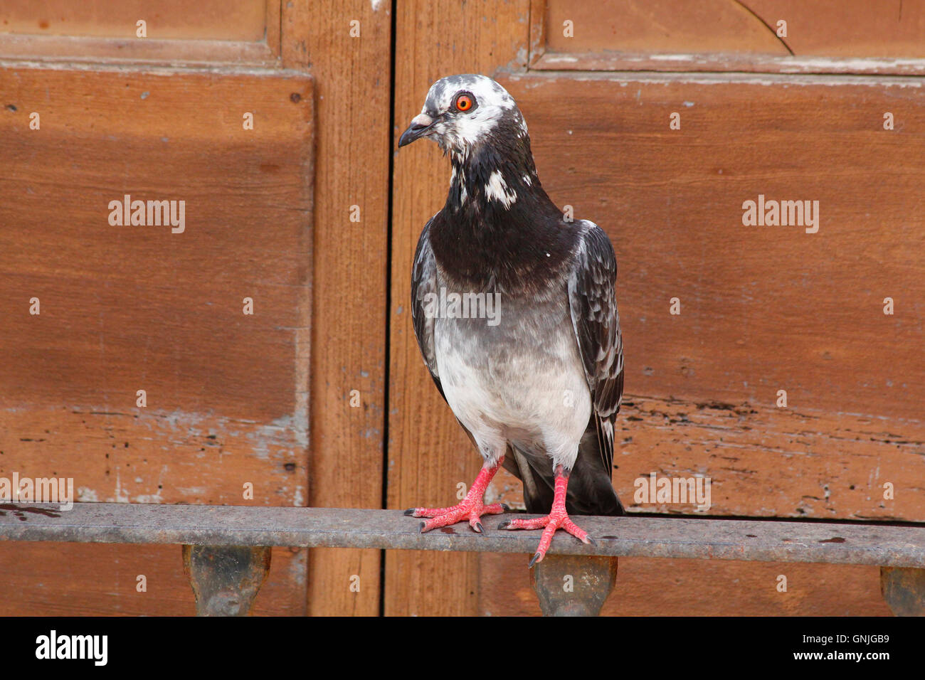 Urban pigeon hi-res stock photography and images - Alamy