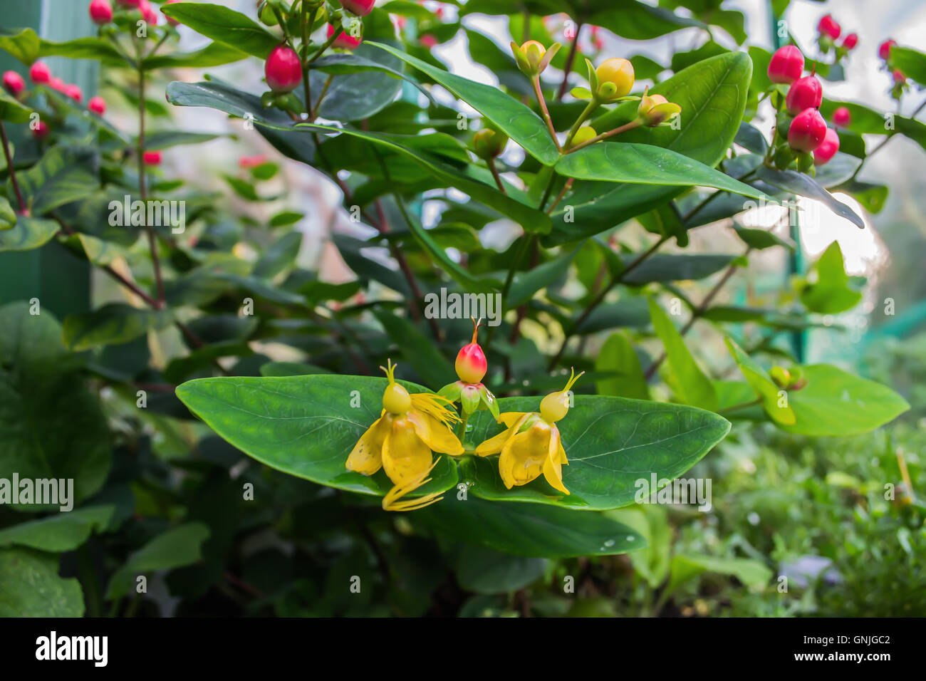 St John's wort - Hypericum Hidcote bush in the garden in Poland on ...