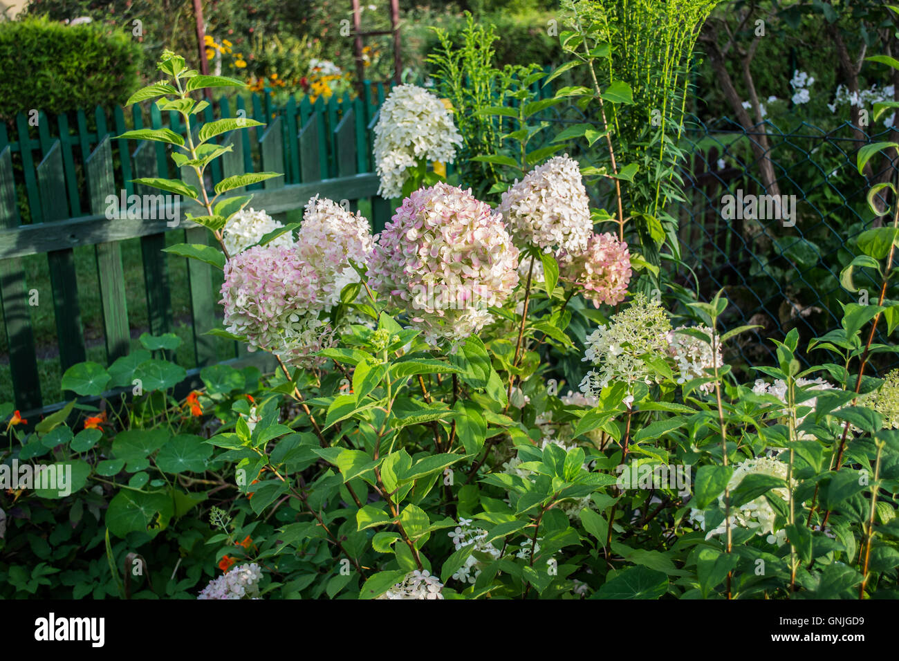 Hydrangeas in the garden. August in Poland Stock Photo - Alamy