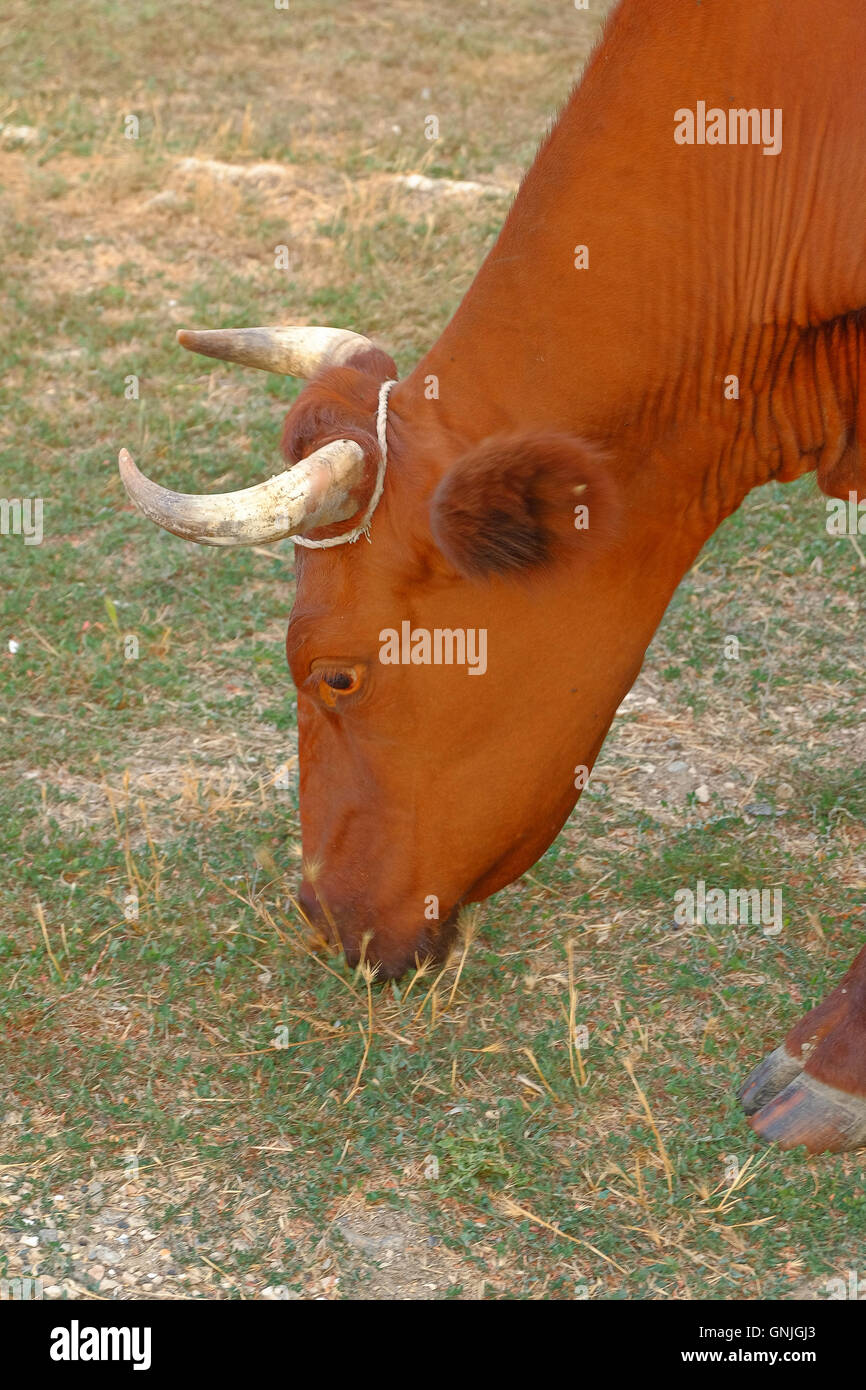 Low grade pasture hi-res stock photography and images - Alamy