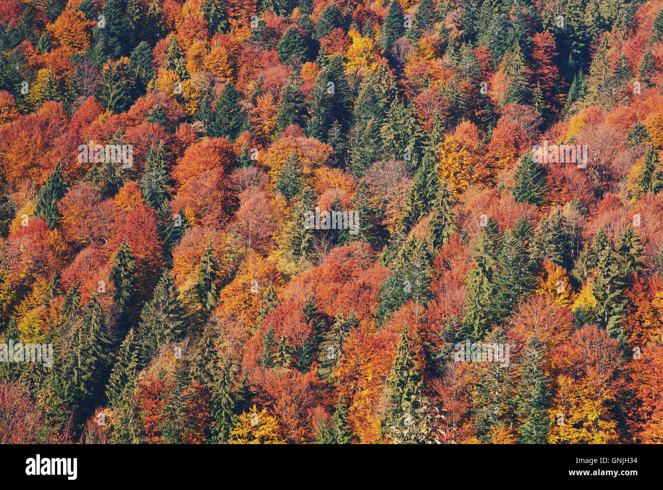 View of autumn forest hi-res stock photography and images - Alamy