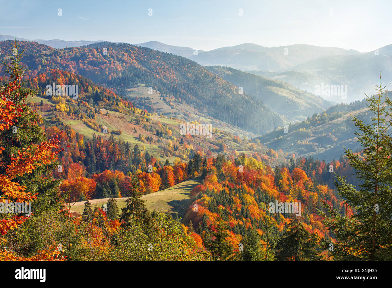 Colorful and bright autumn forest Stock Photo - Alamy