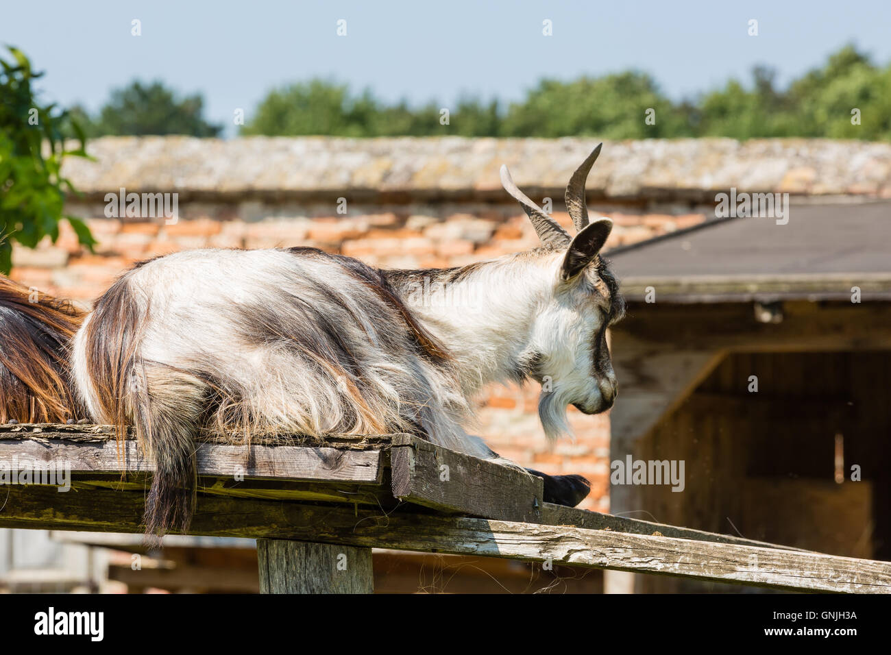 Goat castle hi-res stock photography and images - Alamy