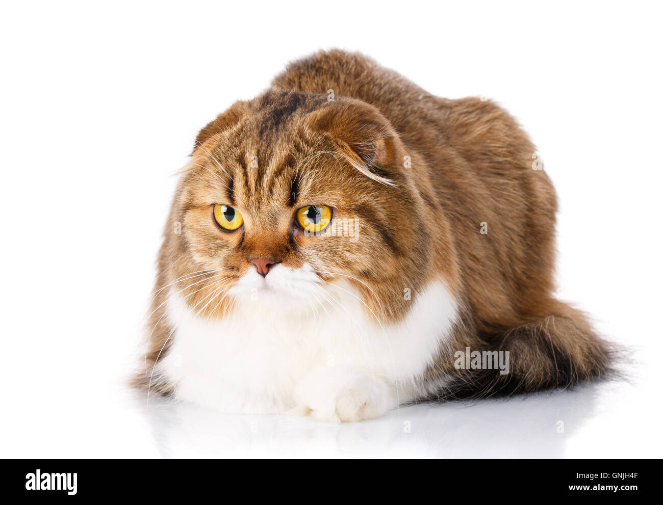 White cat looking beautiful cat Cut Out Stock Images & Pictures - Alamy