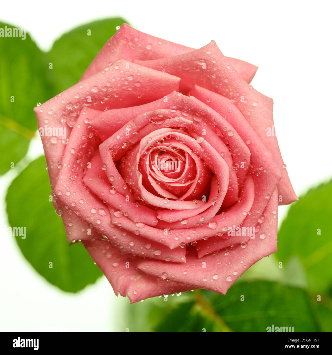 pink rose head isolated on white background Stock Photo - Alamy