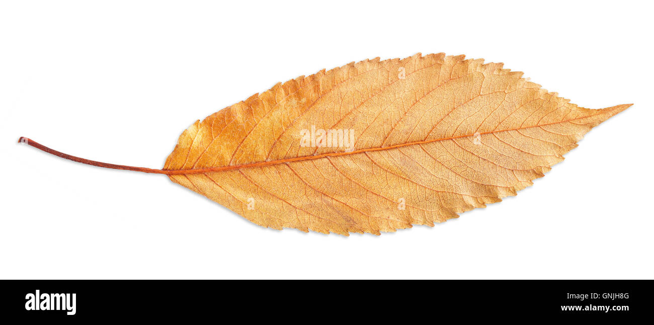 Fall leaf isolated in Cut Out Stock Images & Pictures - Alamy