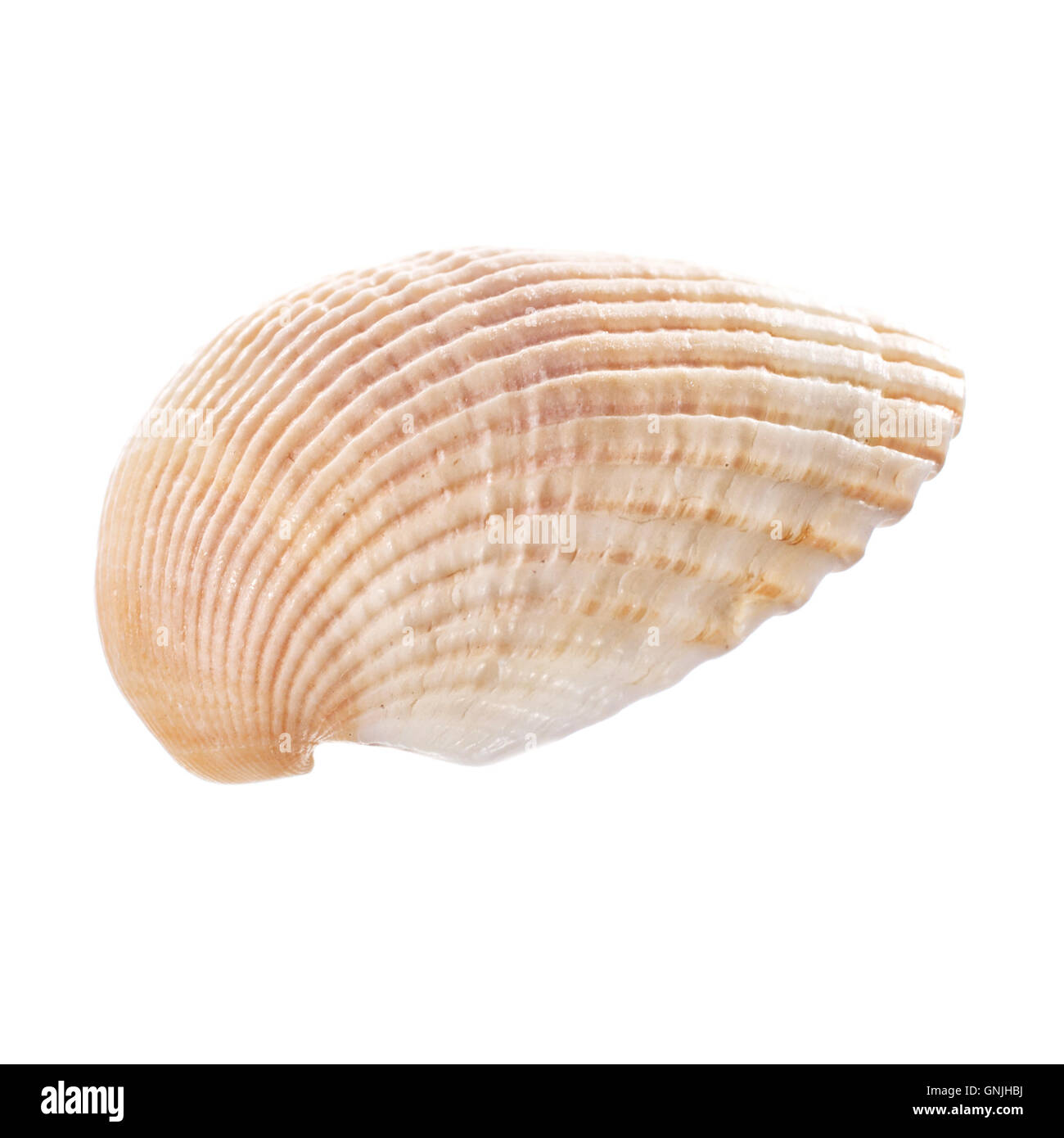 Sea shell isolated on white background Stock Photo - Alamy