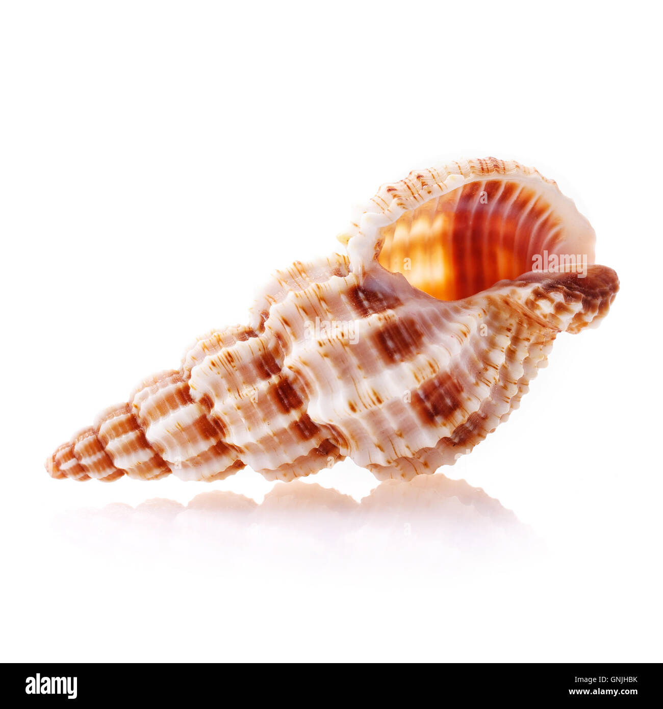 Sea shell isolated on white background Stock Photo - Alamy