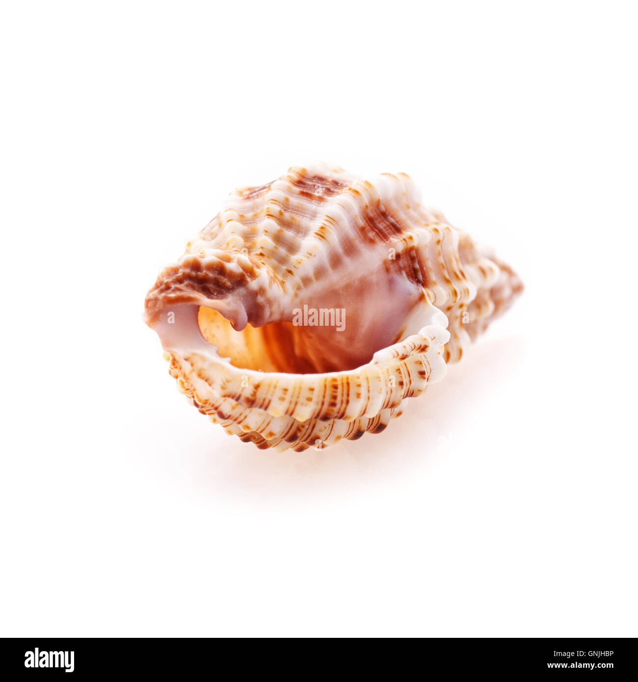 Sea shell isolated on white background Stock Photo - Alamy