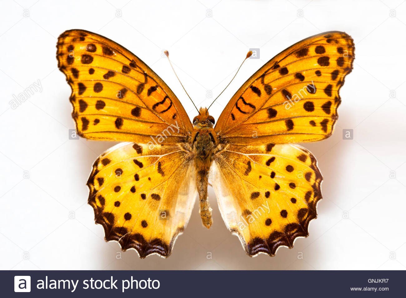 Butterfly Korea Stock Photos & Butterfly Korea Stock Images - Alamy