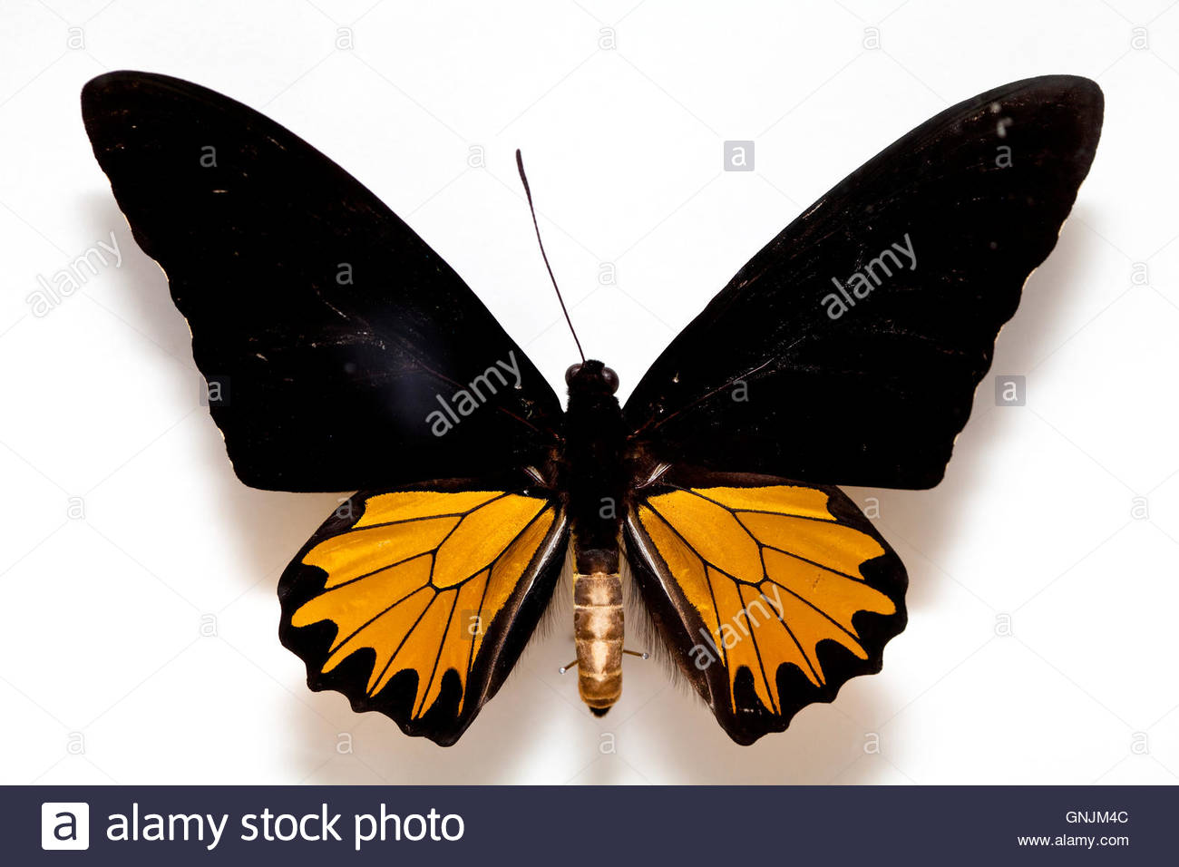Butterfly Korea Stock Photos & Butterfly Korea Stock Images - Alamy