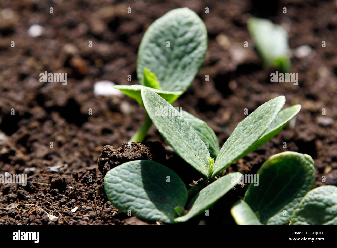 Pumpkin seedlings emerging from soil Stock Photo - Alamy