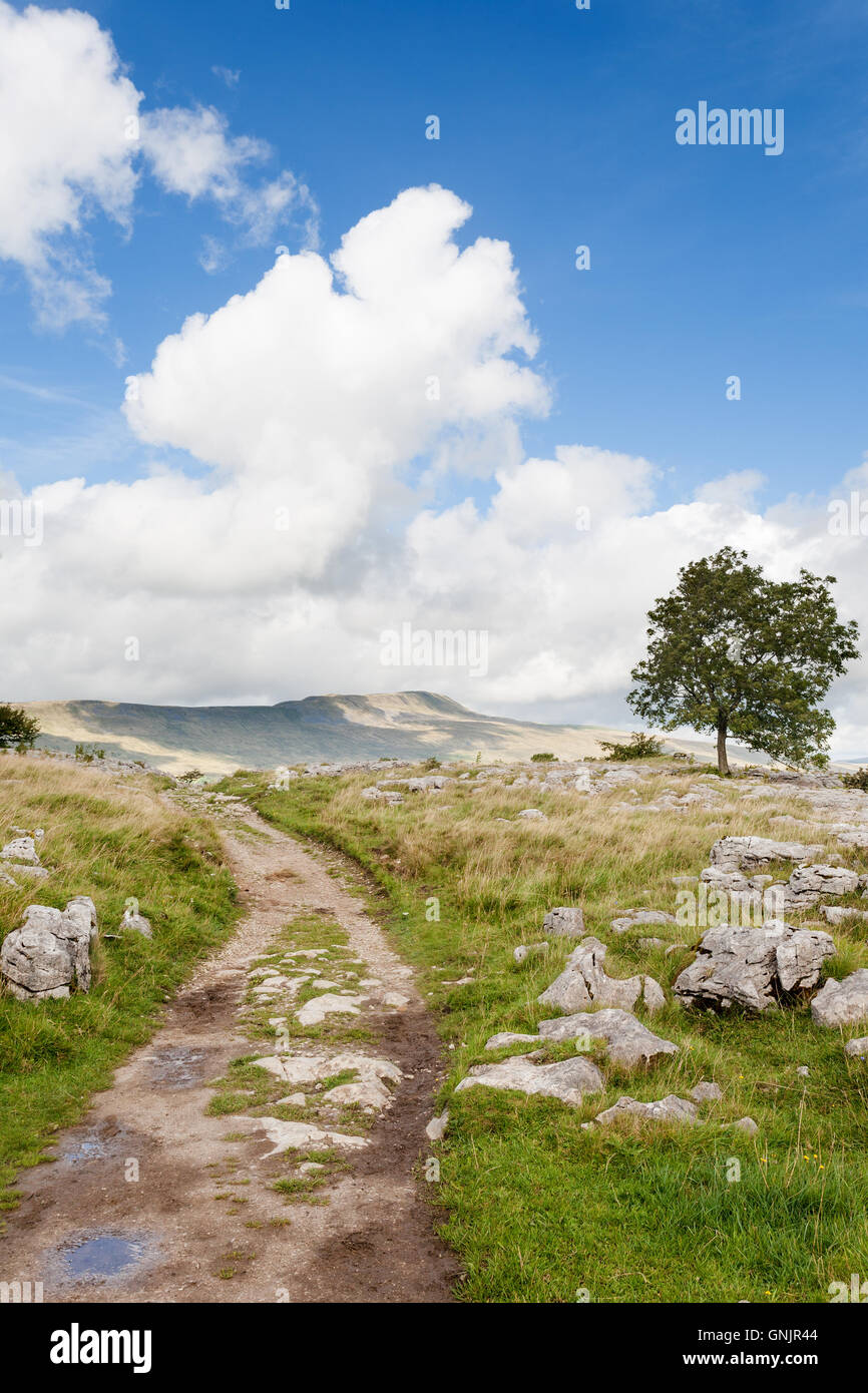 View of Whernside in distance. Yorkshire Three Peaks, Yorkshire Dales ...