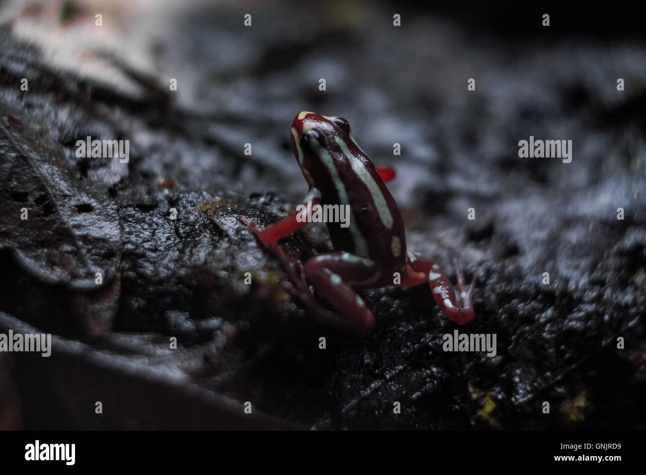 Micro frog hi-res stock photography and images - Alamy