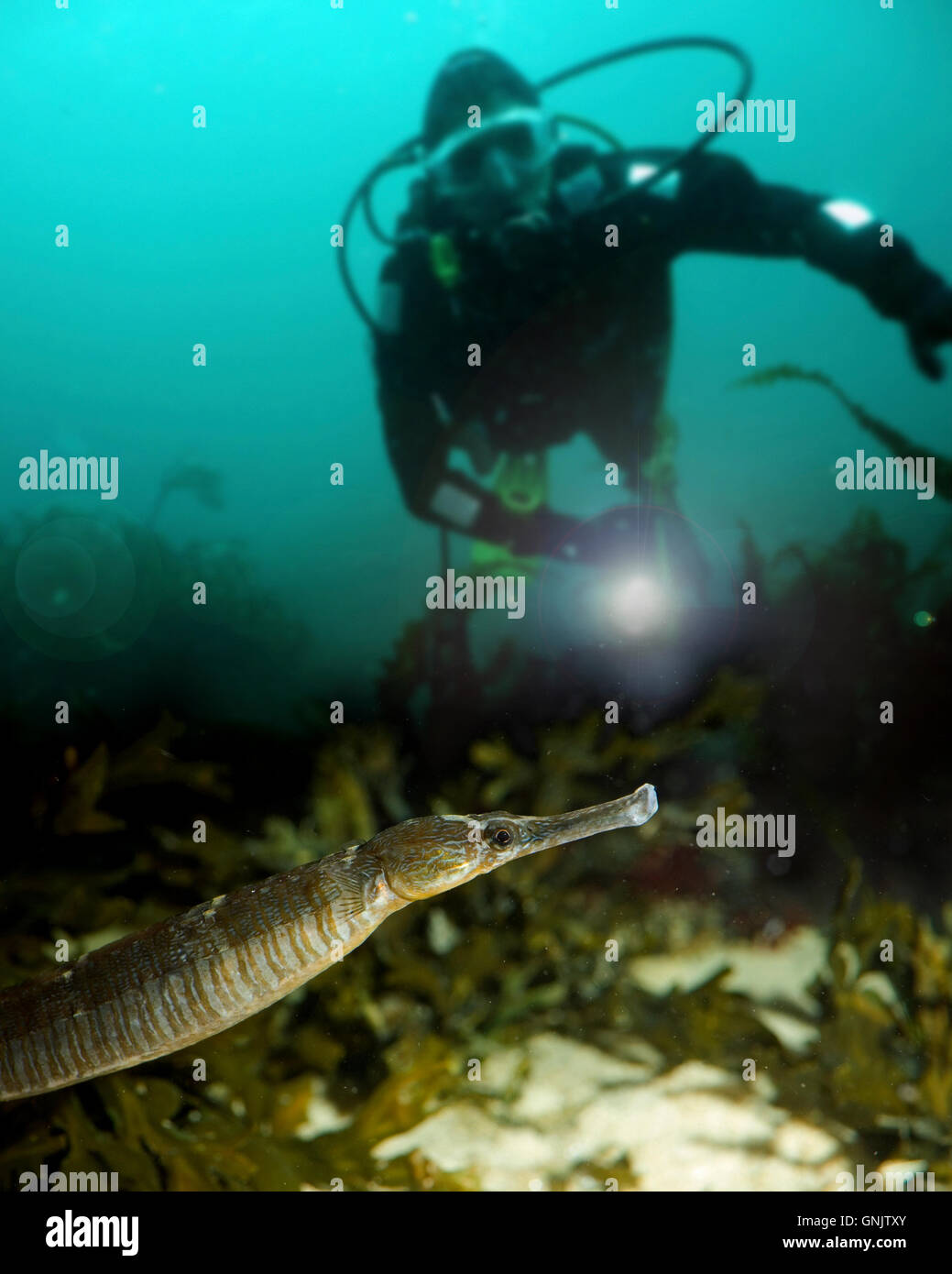 Common Pipefish High Resolution Stock Photography and Images - Alamy