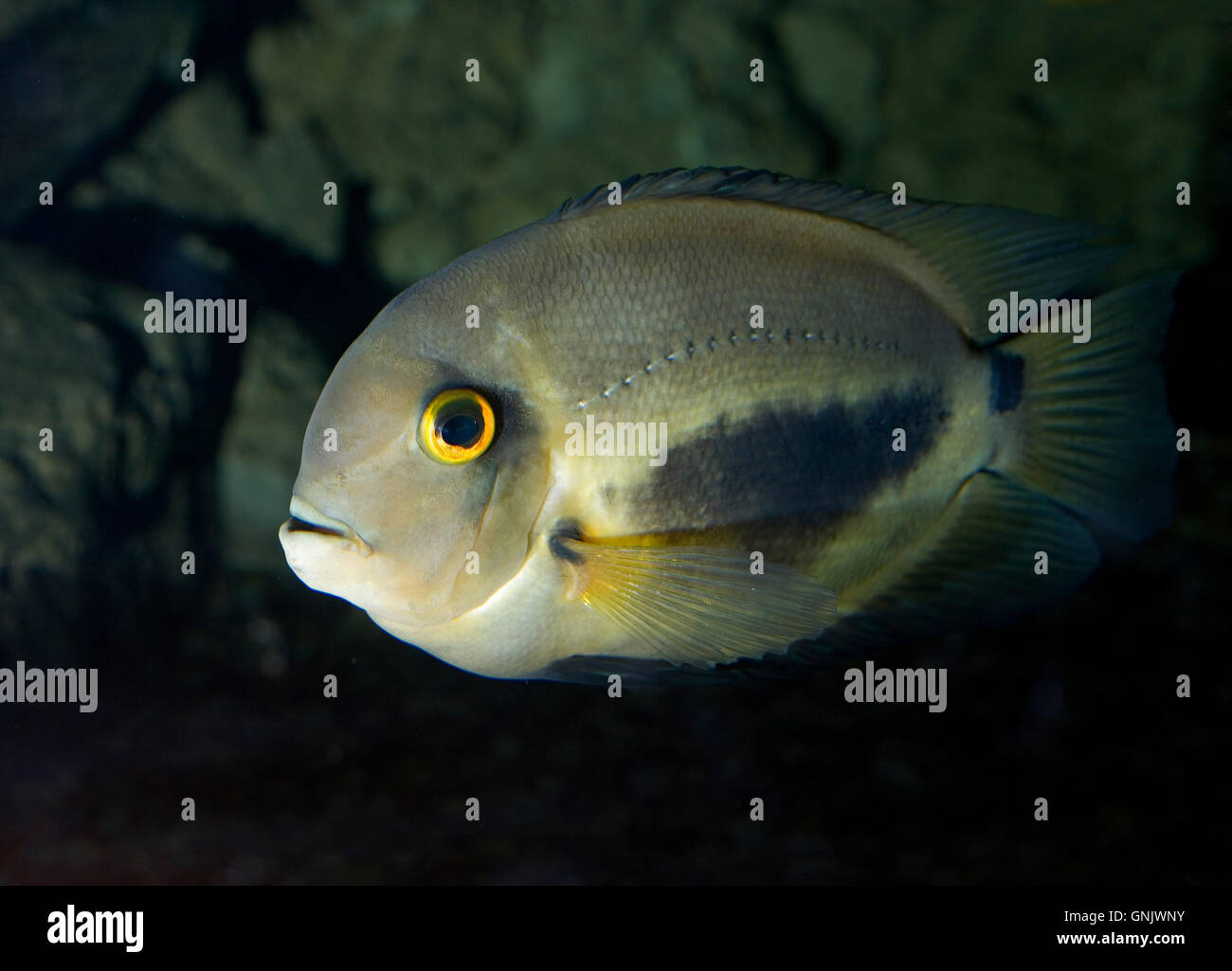 Uaru Amphiacanthoides Stock Photos & Uaru Amphiacanthoides Stock Images ...