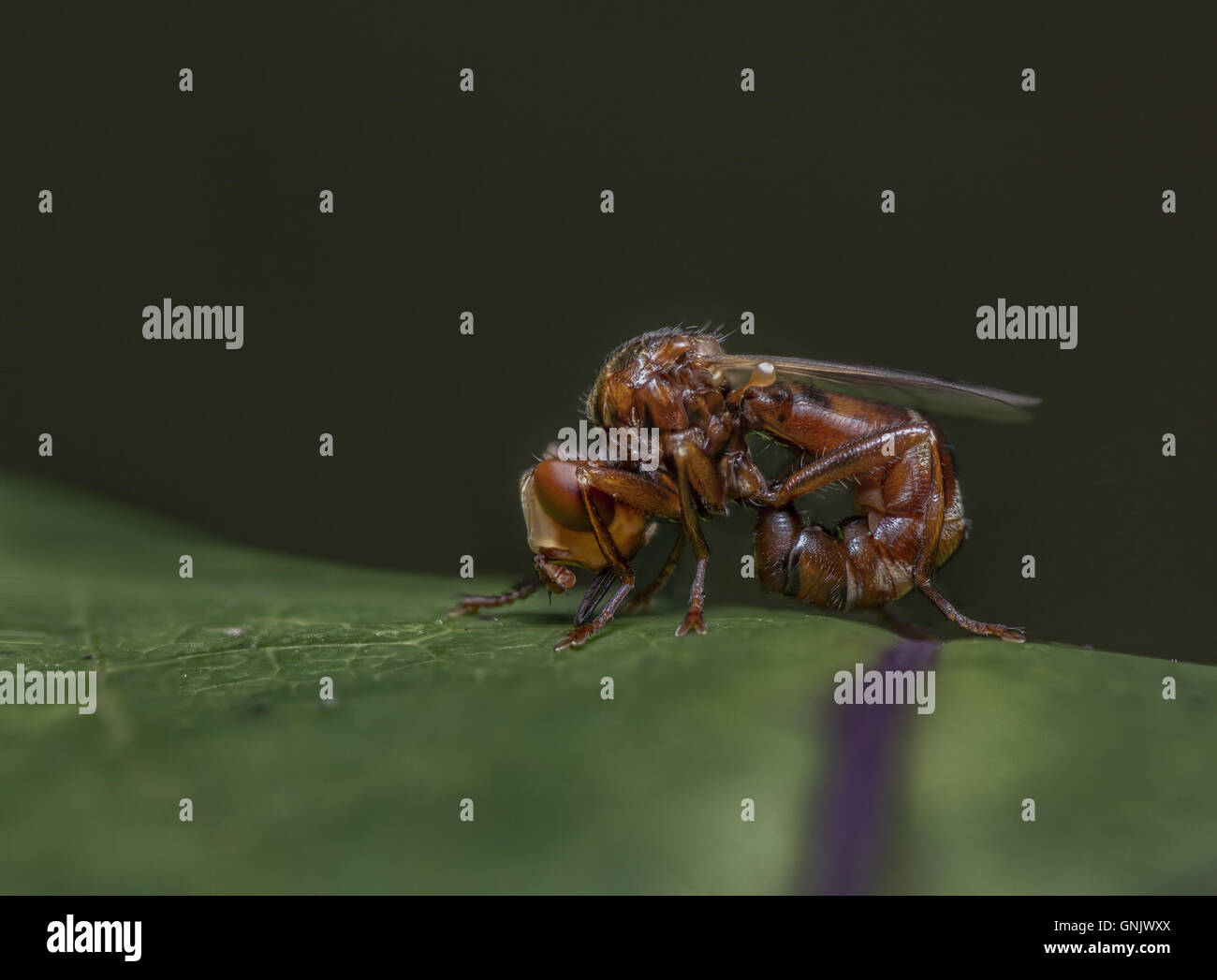 Conopid fly hi-res stock photography and images - Alamy