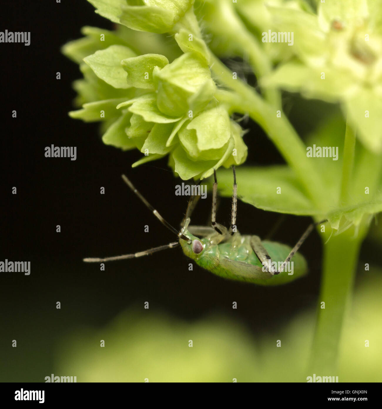 Mirid grass bug nymph, Plagiognathus arborustum Stock Photo - Alamy