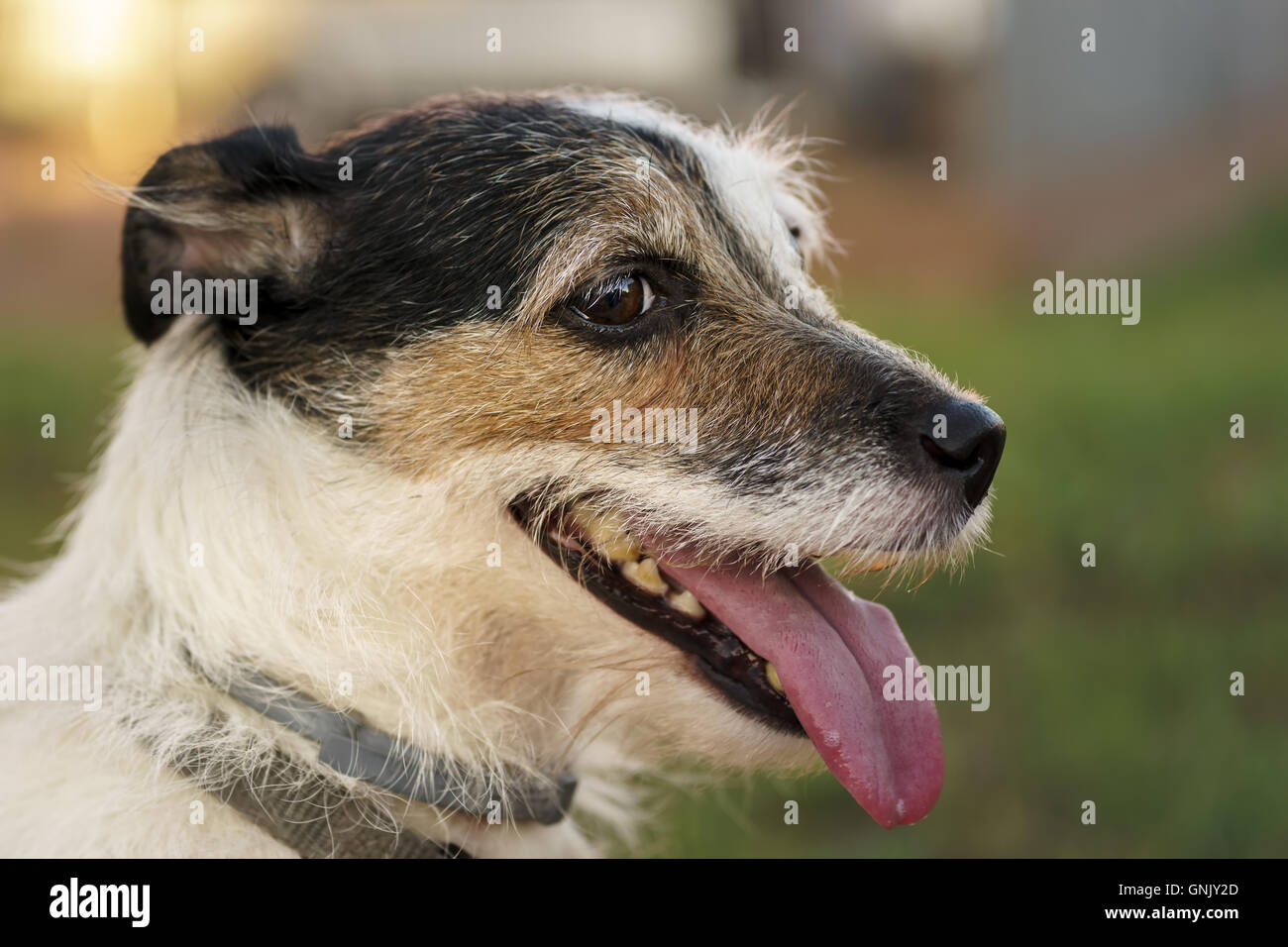 portrait of female jack russell terrier outdoor Stock Photo - Alamy
