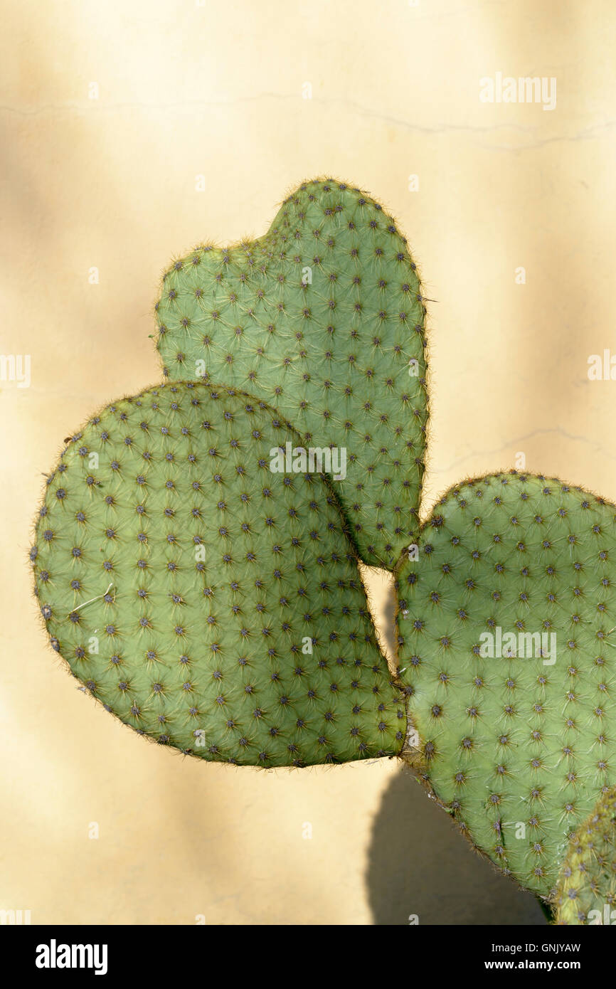 Heart shaped cactus plant hi-res stock photography and images - Alamy