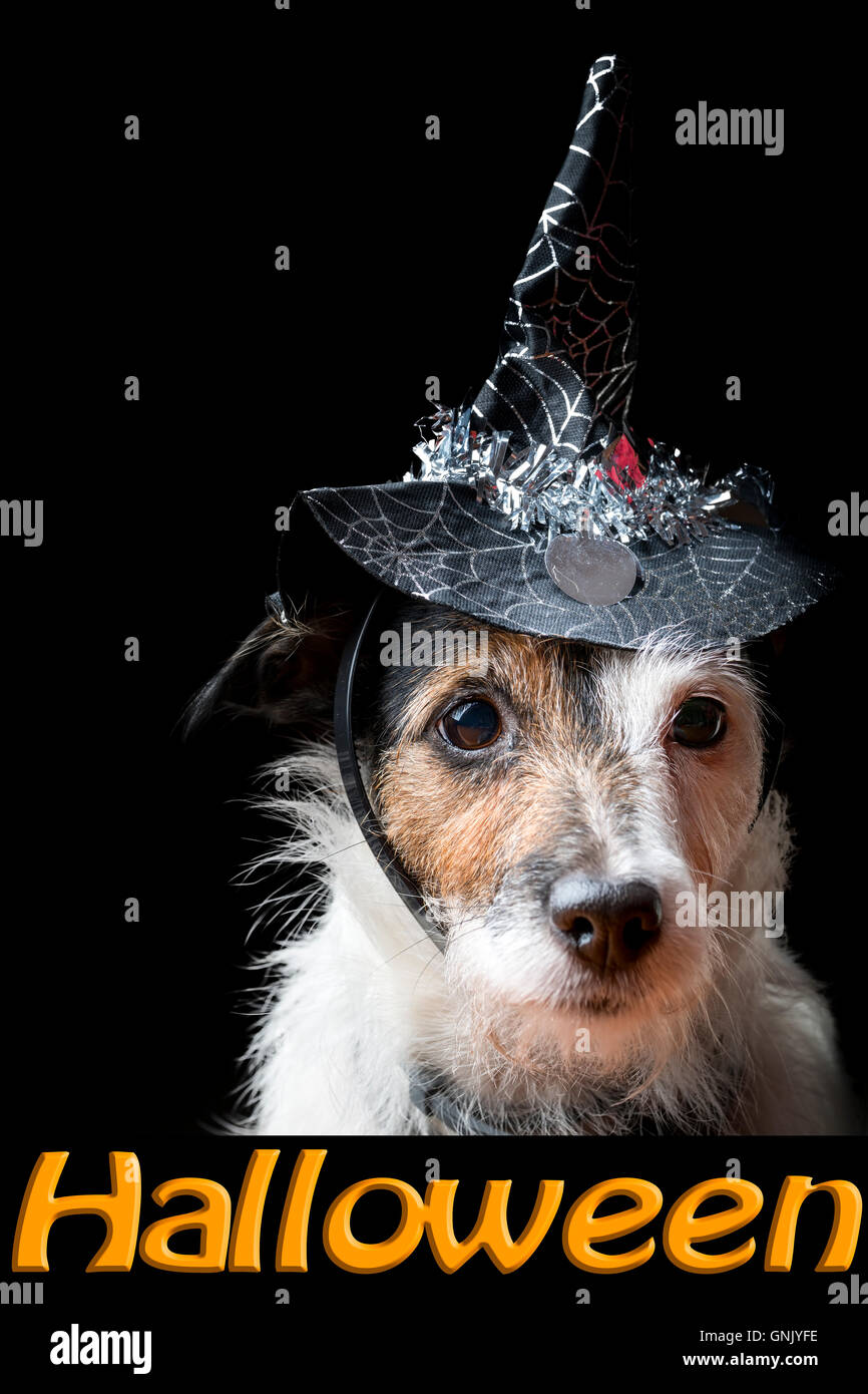Scary dog costume hi-res stock photography and images - Alamy