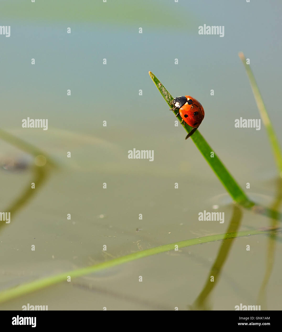 ladybug on grass on the surface of water Stock Photo - Alamy