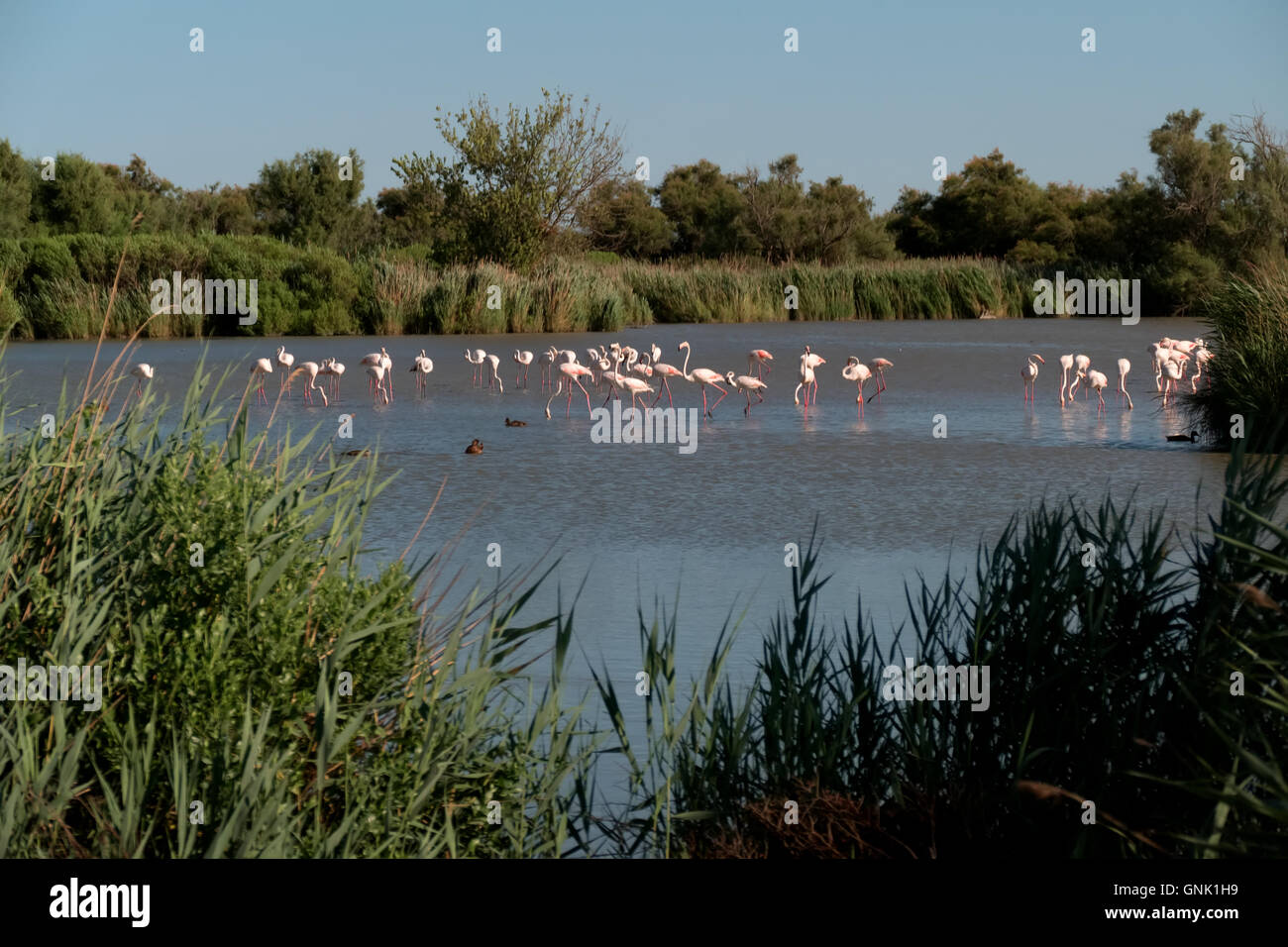 Flock of pink flamingos, birds in river waters in Camargue, southern ...