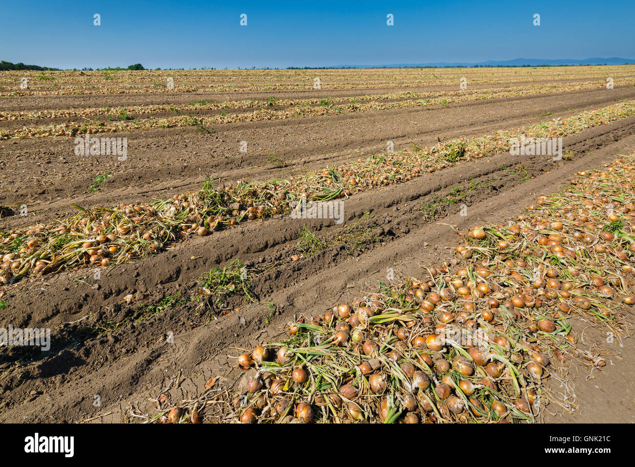 Field at harvest onions, plowed farmland with onions Stock Photo - Alamy