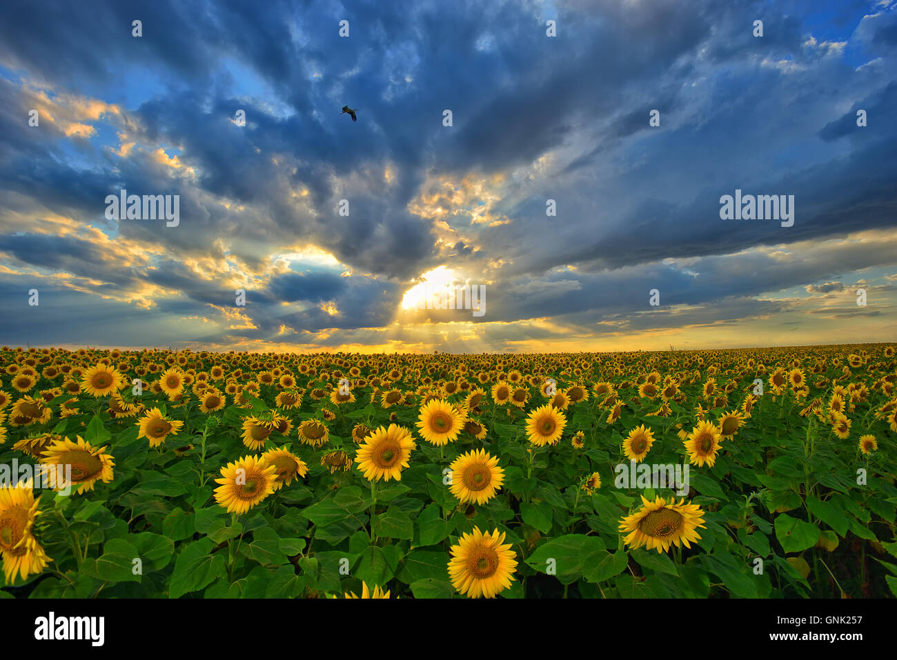 Summer landscape: beauty sunset over sunflowers field Stock Photo - Alamy