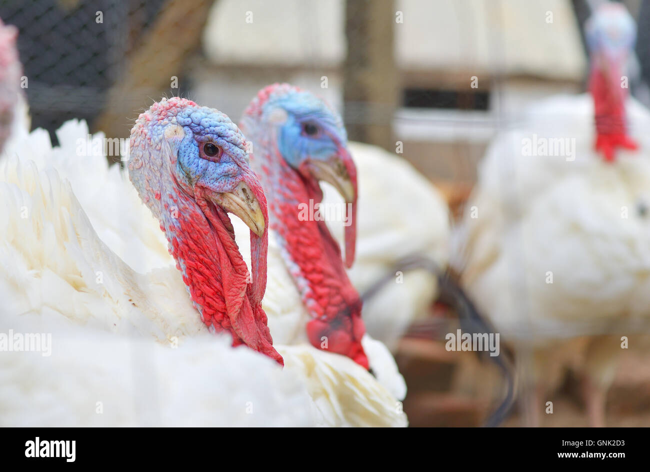 Turkey bird face hi-res stock photography and images - Alamy