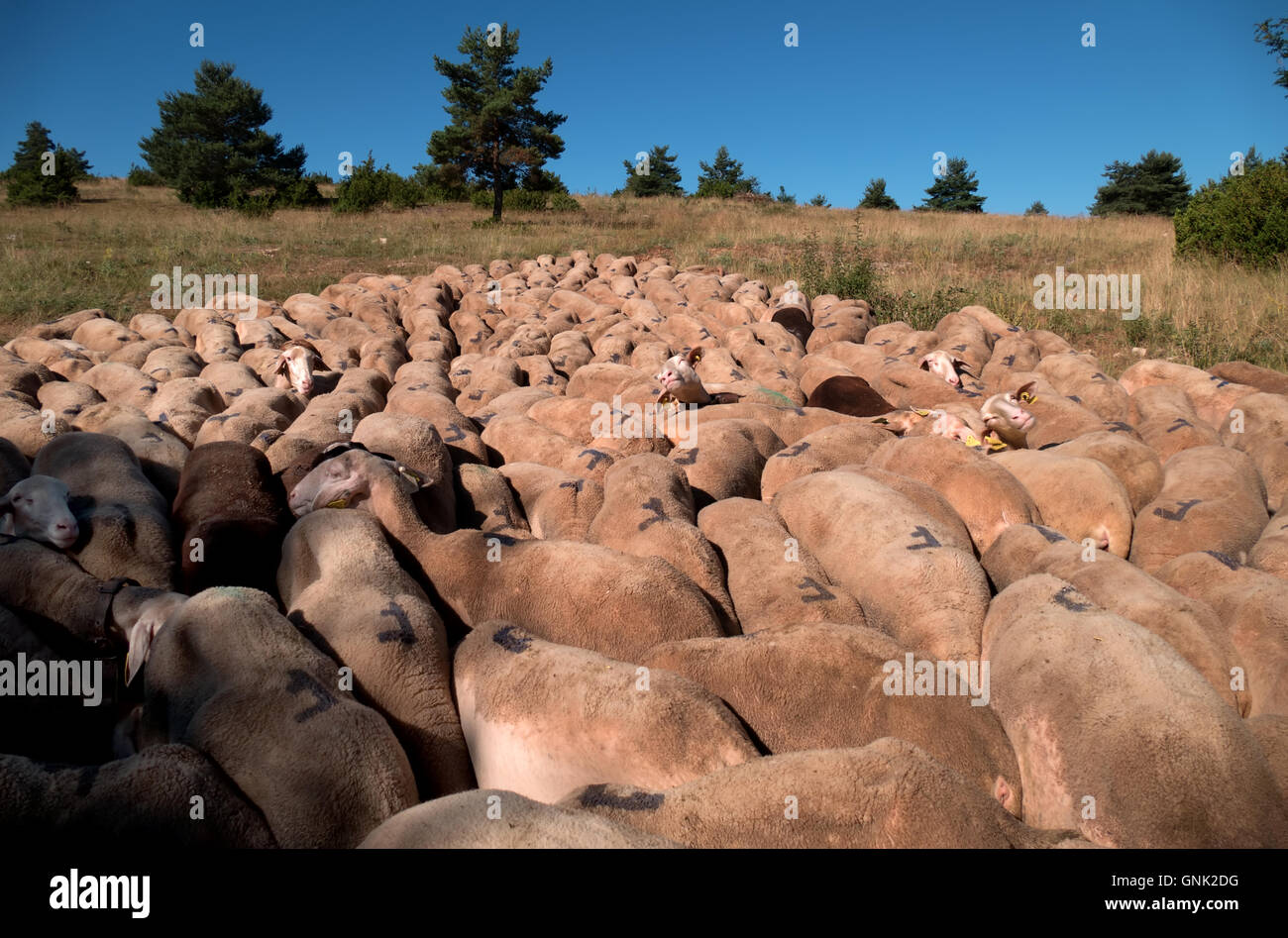Livestock grazing, flock of sheep eating grass inside fence in farm in ...