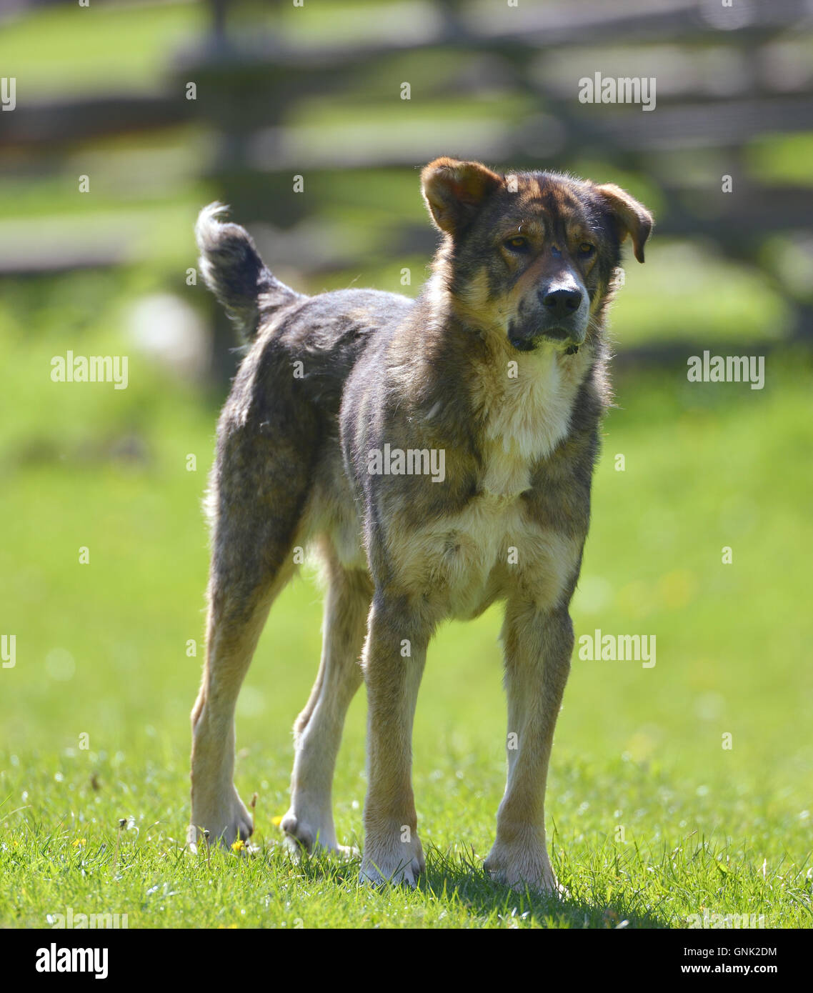 stray dog on green field Stock Photo - Alamy
