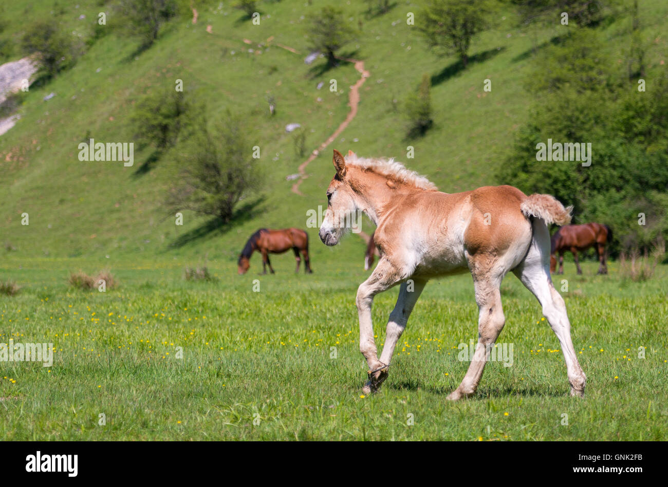 Little foal on a green grass field Stock Photo - Alamy