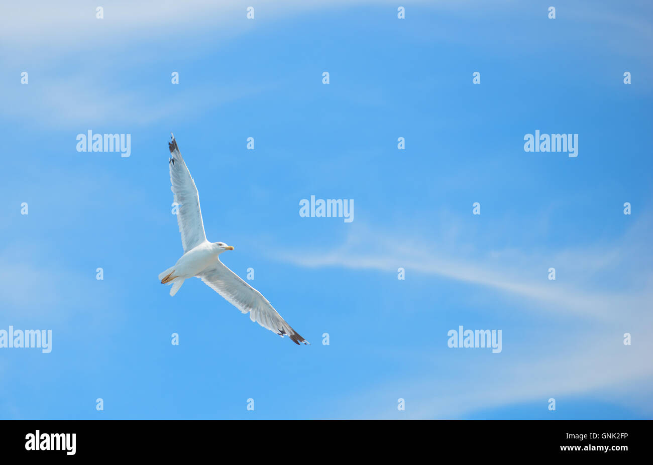 Flying white albatross Stock Photo - Alamy